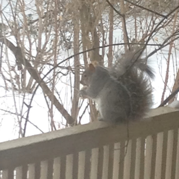 Gray Squirrel | Project Noah