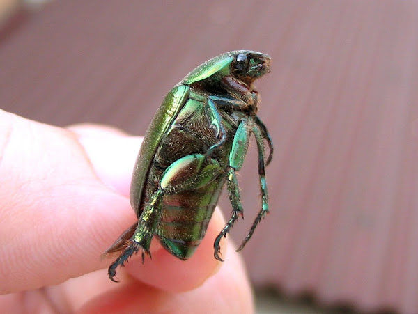 Green beetle | Project Noah