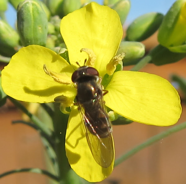 Hover Fly | Project Noah