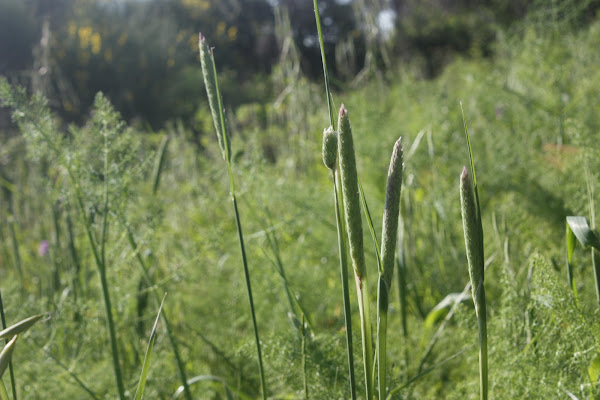 Creeping meadow foxtail | Project Noah