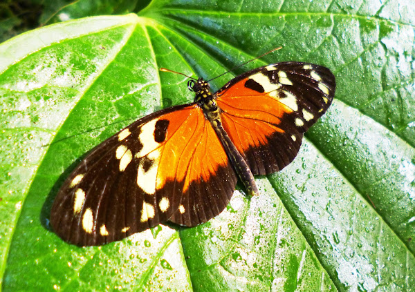 Hecale Longwing (Male) | Project Noah