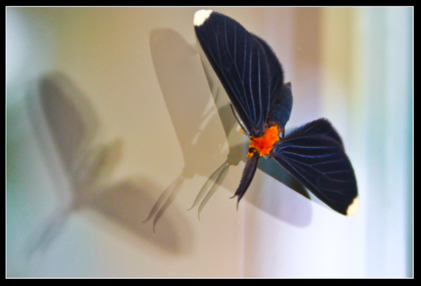 White-tipped Black or Snowbush Spanworm | Project Noah