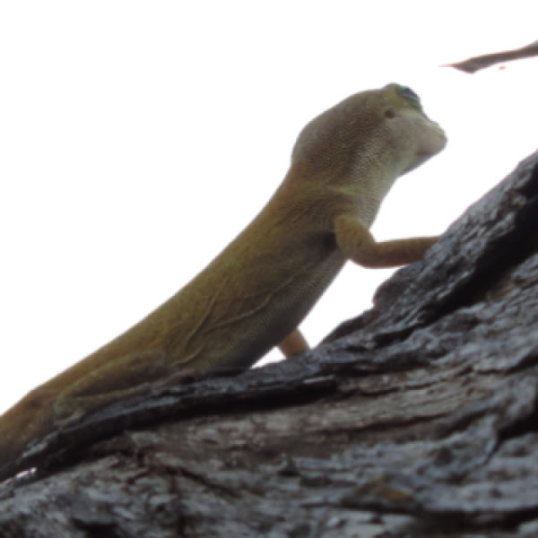 Carolina Anole | Project Noah