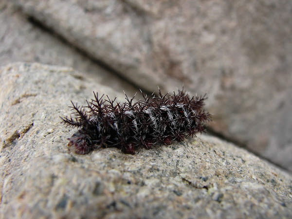 Larva | Project Noah