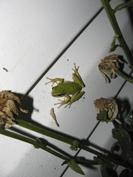 Pacific Tree Frog | Project Noah