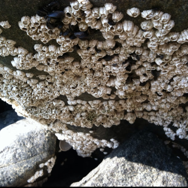 Barnacles | Project Noah