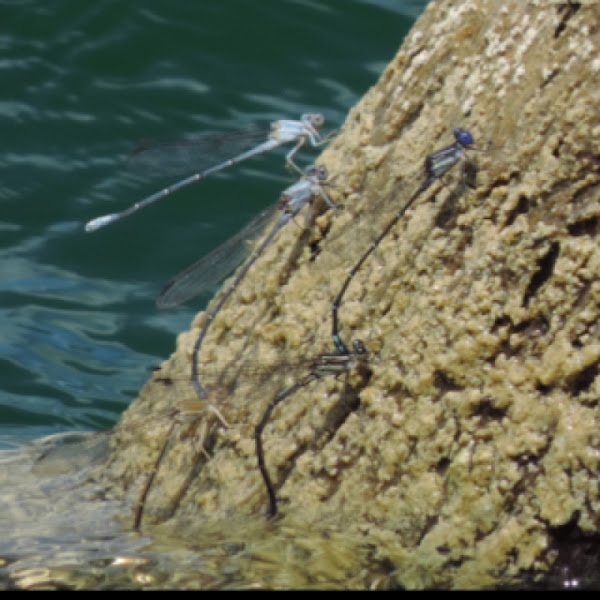 Damselflies | Project Noah