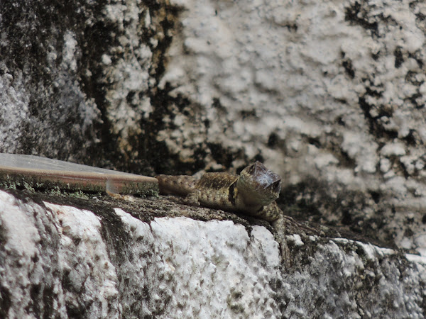 Eastern Collared Spiny Lizard | Project Noah
