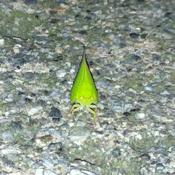 Flatid leafhopper | Project Noah