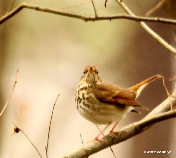 Hermit thrush | Project Noah