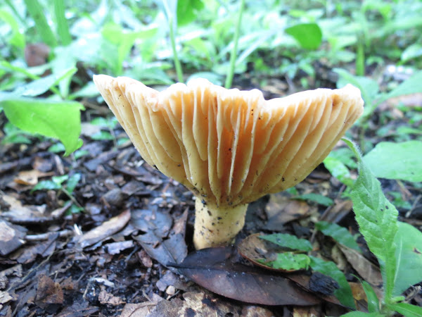 Apricot milk cap | Project Noah