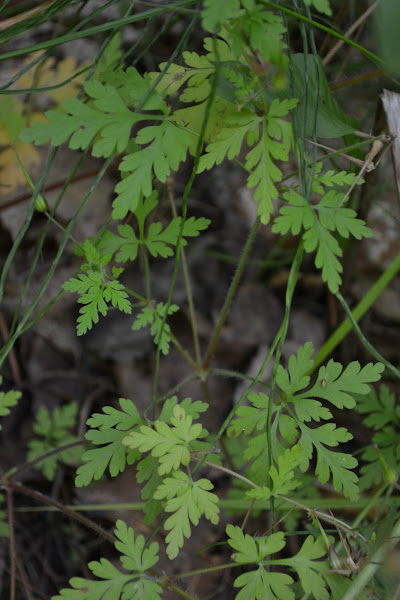 Herb Robert | Project Noah