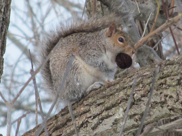 Desperate Squirrels | Project Noah