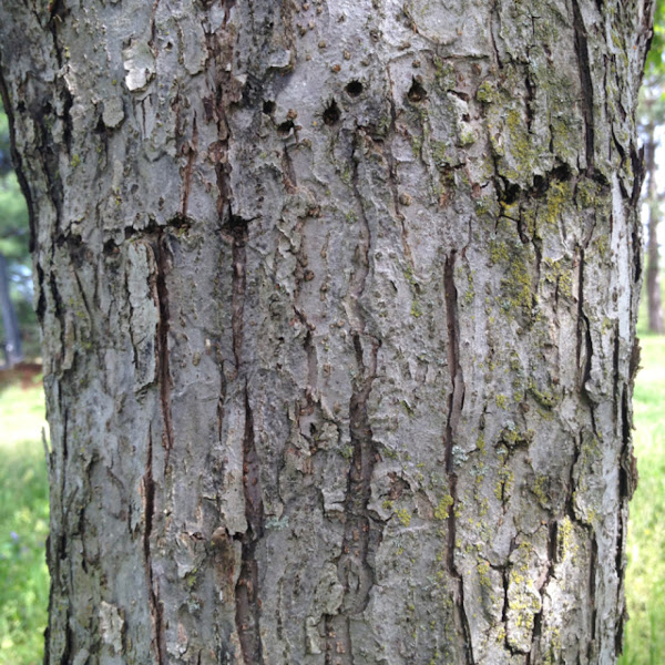 apple | Project Noah