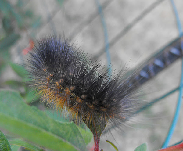 Salt Marsh Moth (Caterpillar) | Project Noah