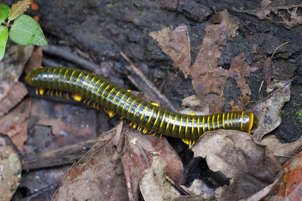 millipede | Project Noah