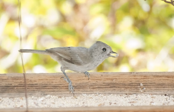 Oak Titmouse | Project Noah