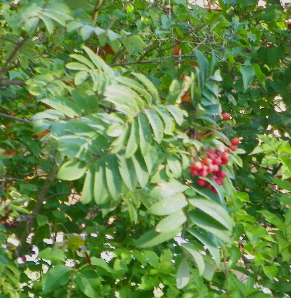 Rowan,Mountain Ash | Project Noah