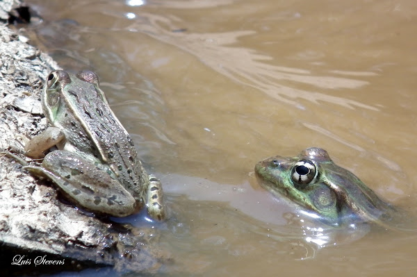 Leopard Frog | Project Noah
