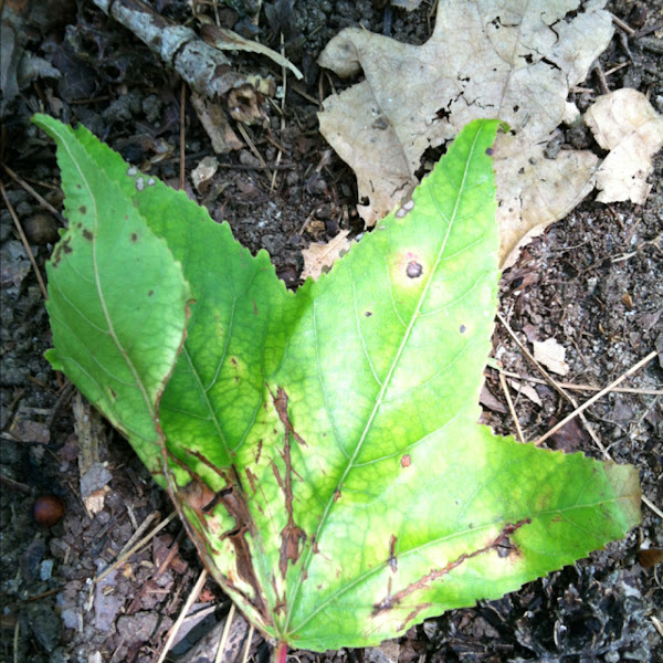 Sweet gum tree | Project Noah
