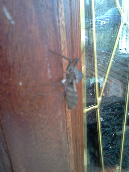 Wheel Bug | Project Noah