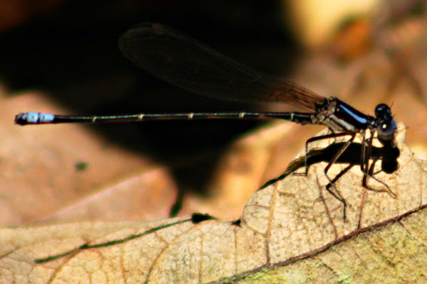 Black Dancer Damselfly | Project Noah