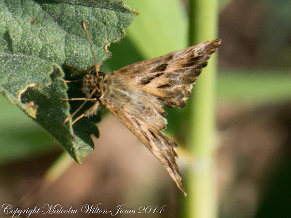 Mallow Skipper | Project Noah