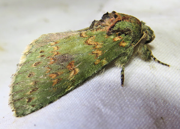 Wavy-lined Heterocampa | Project Noah