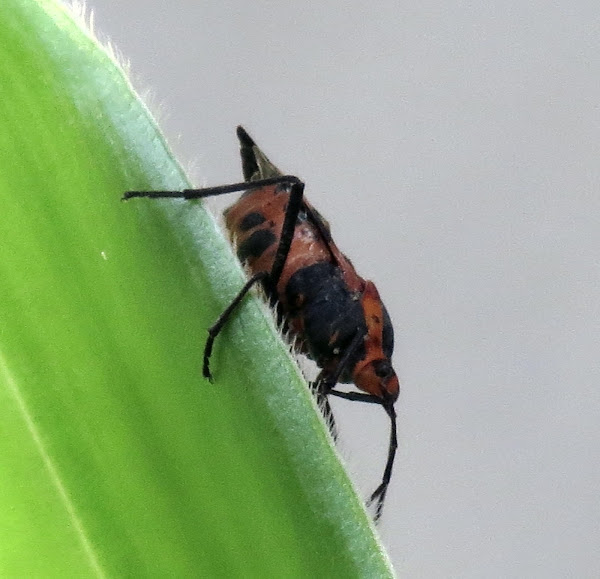 Plant bug? | Project Noah