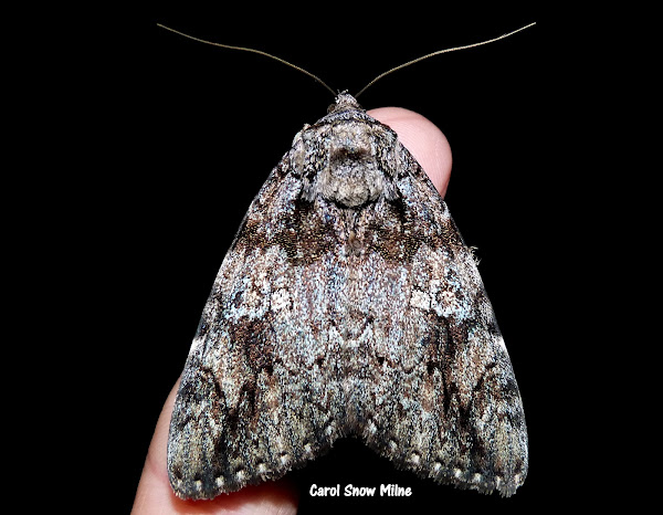Ilia Underwing Moth | Project Noah