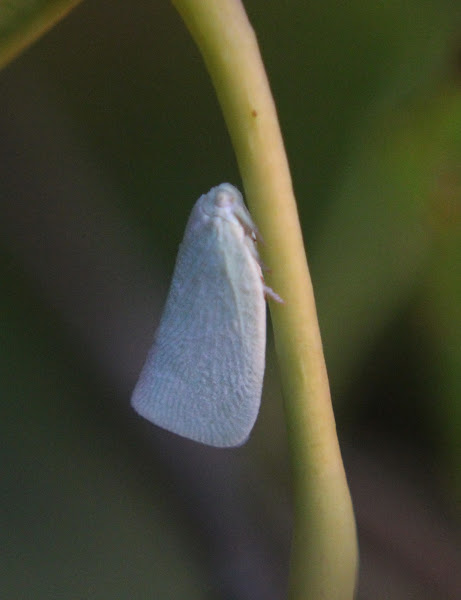 Northern Flatid Planthopper | Project Noah