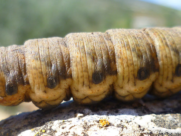 Convolvulus Hawk-moth | Project Noah
