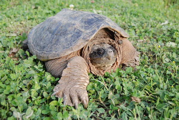 Common snapping turtle | Project Noah