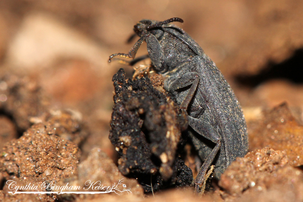 Darkling Beetle | Project Noah