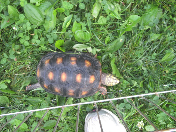 Red-Footed Tortoise | Project Noah