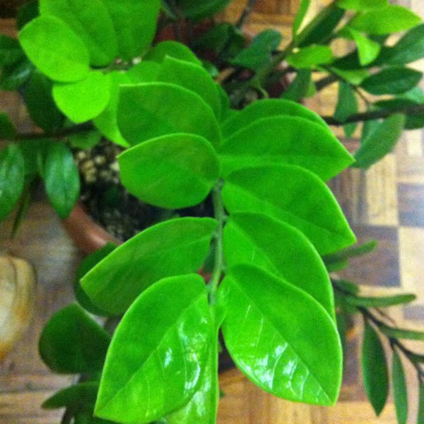 Welcome plant | Project Noah