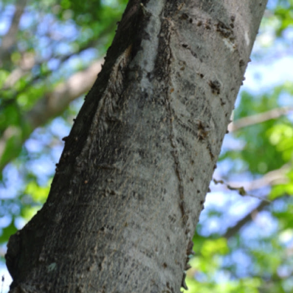 Hackberry | Project Noah