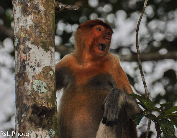Proboscis Monkey | Project Noah