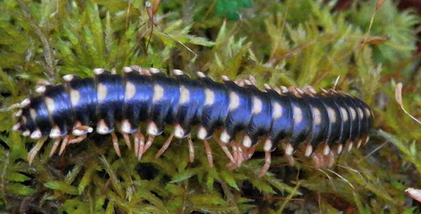 Millipede | Project Noah