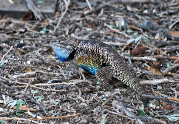 Desert Spiny Lizard | Project Noah