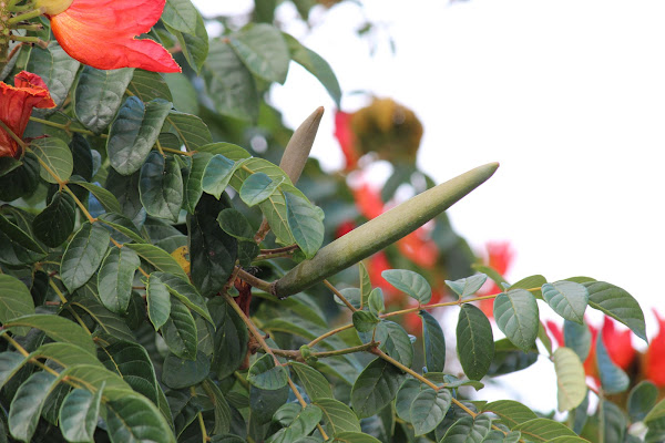 African Tulip Tree | Project Noah