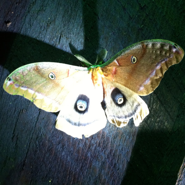 Polyphemus moth (male) | Project Noah