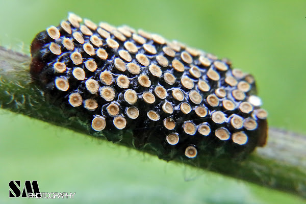 Assassin bug eggs | Project Noah