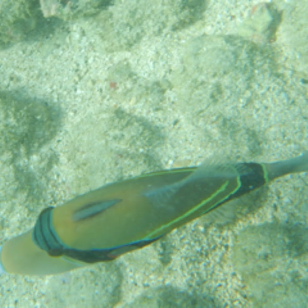 Reef Triggerfish | Project Noah