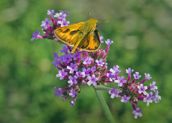 Fiery Skipper | Project Noah