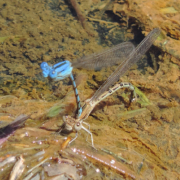 Aztec Dancer pair | Project Noah