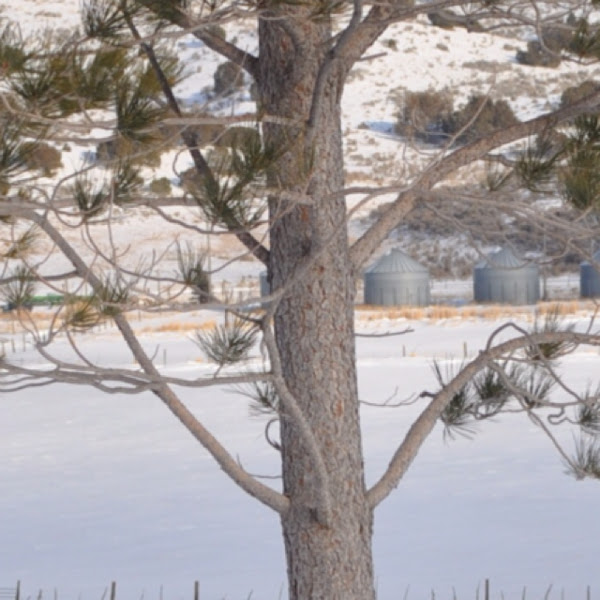 Austrian Pine | Project Noah