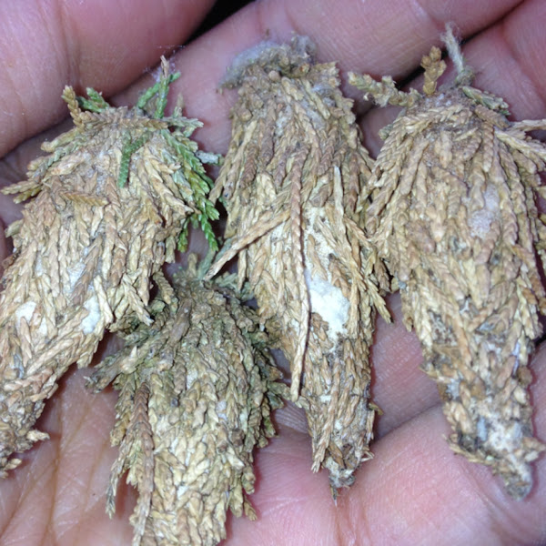 Evergreen Bagworm larvae | Project Noah