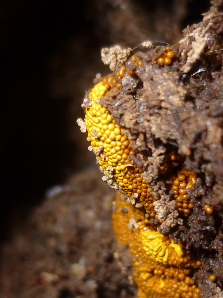 Insect-egg Mass Slime | Project Noah