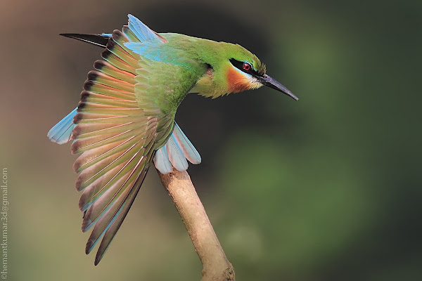 Blue-tailed Bee-eater | Project Noah